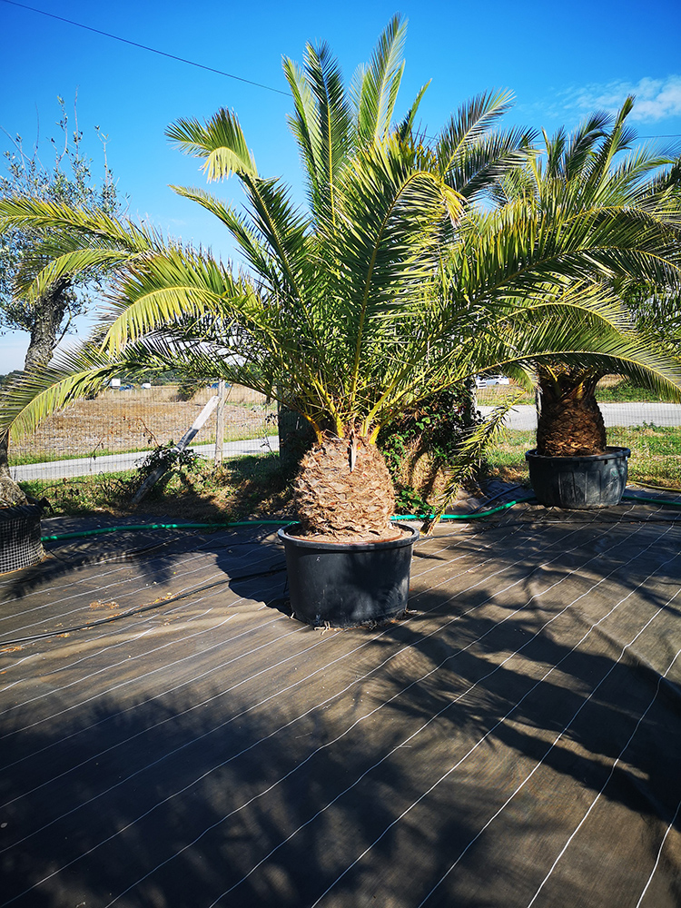 Achat, vente de plantes | Catalogue en ligne et prix